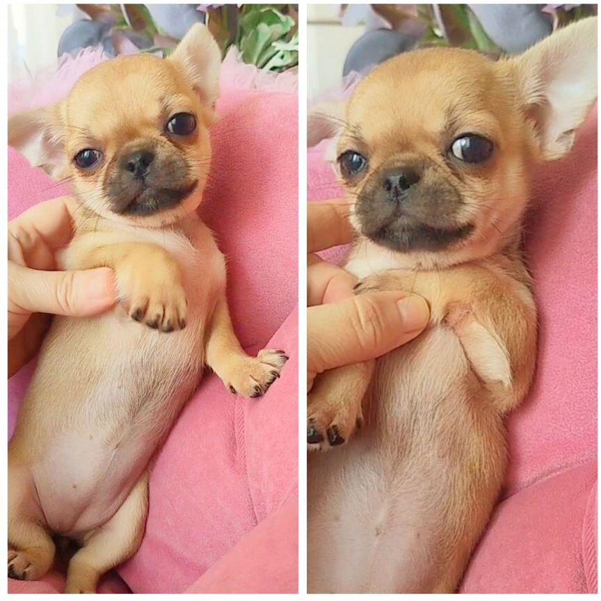 Куколка чихуахуа