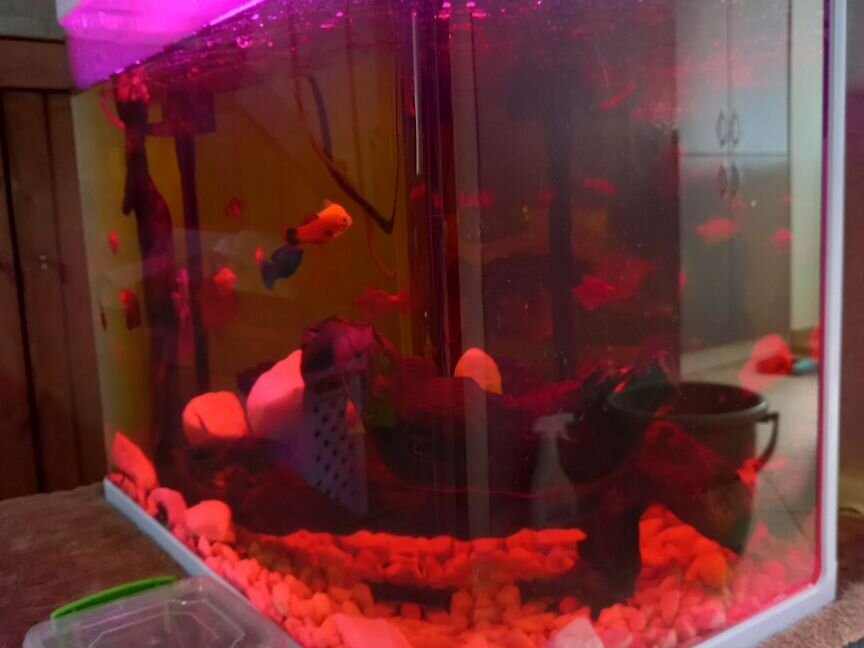 Аквариум с рыбками бу 75 литров