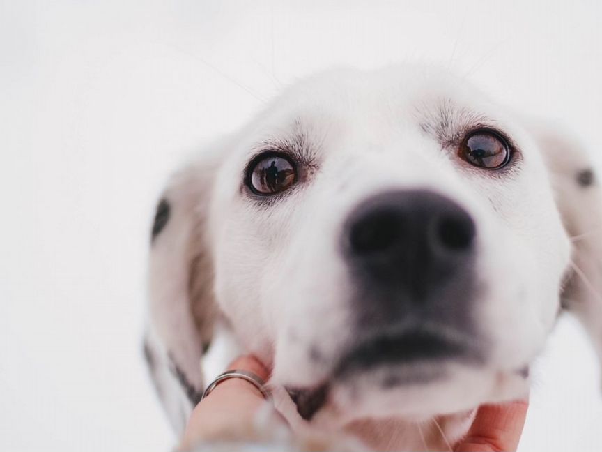 Идеальная собачка для квартиры. В хорошие руки