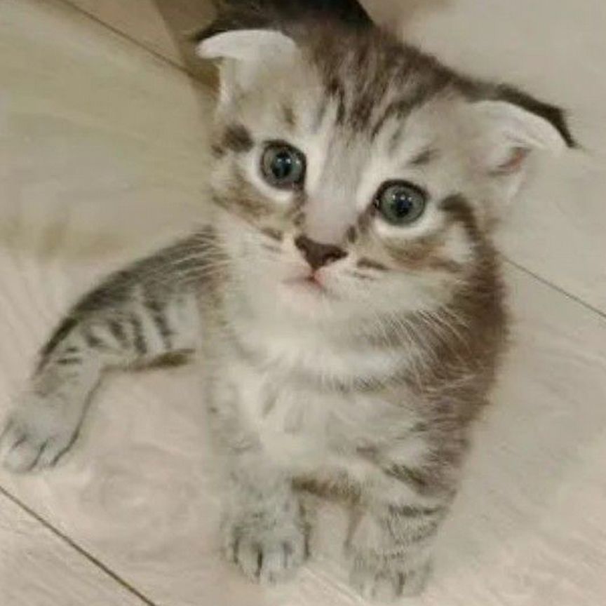 Шотландский вислоухий короткошёрстный котёнок
