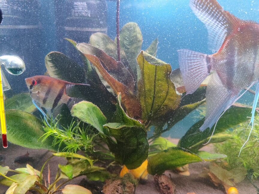 Растение Эхинодорус Медведь