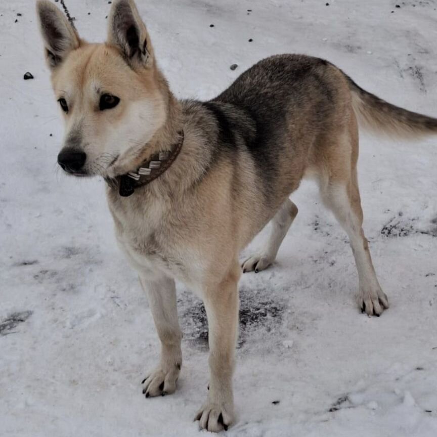 Взрослая собака в добрые руки