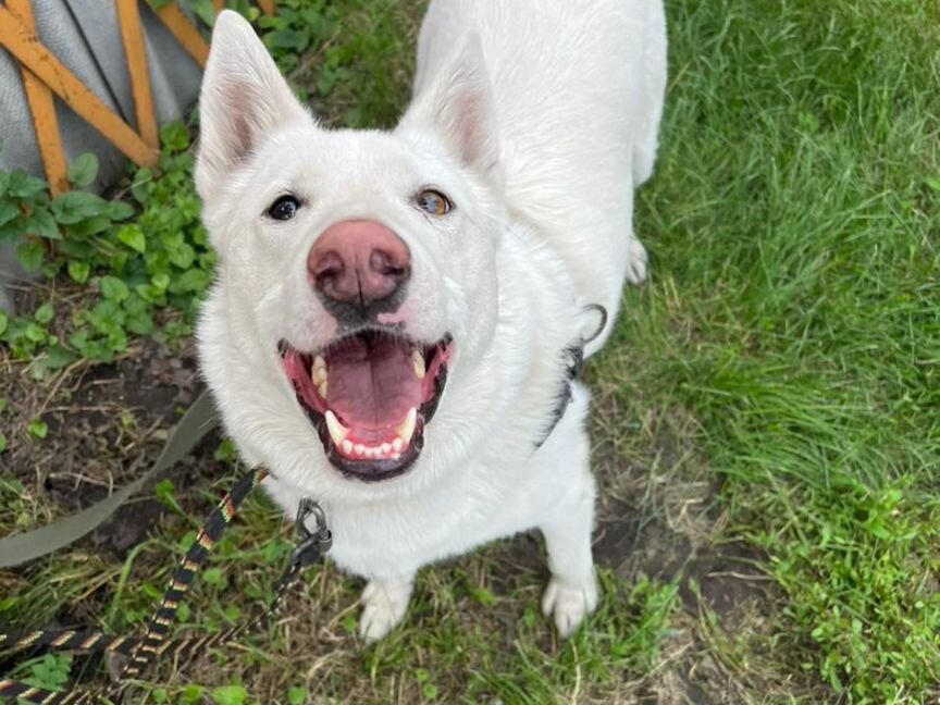 Белоснежный красавец ищет дом