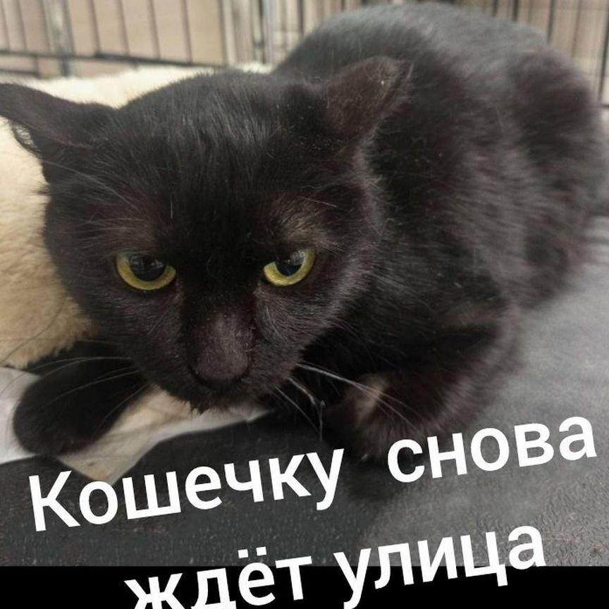 Взрослая, кошка в добрые руки