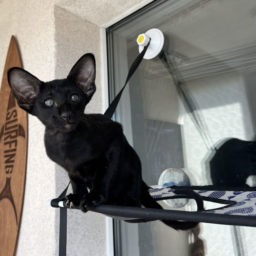 Ориентальный котёнок