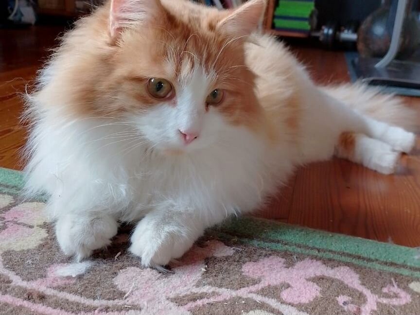Рыжый кот, котенок, потеряшка