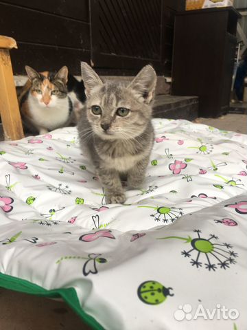 Котёнок девочка