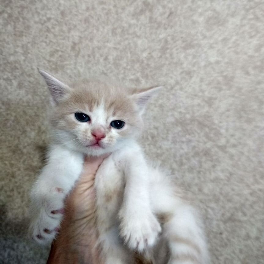 Котенок.Мальчик.Персиковый окрас.1 мес.10 дн