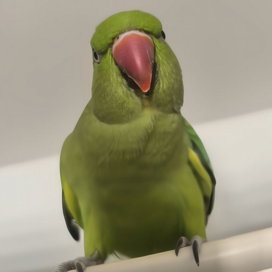 Ожереловый попугай