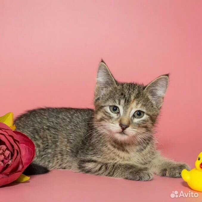 Котенок девочка Мия 3 мес