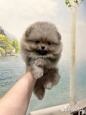 Померанскиц шпиц малыш Марио