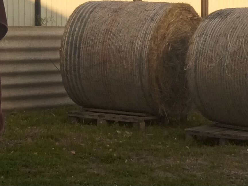 Сено 2023 года