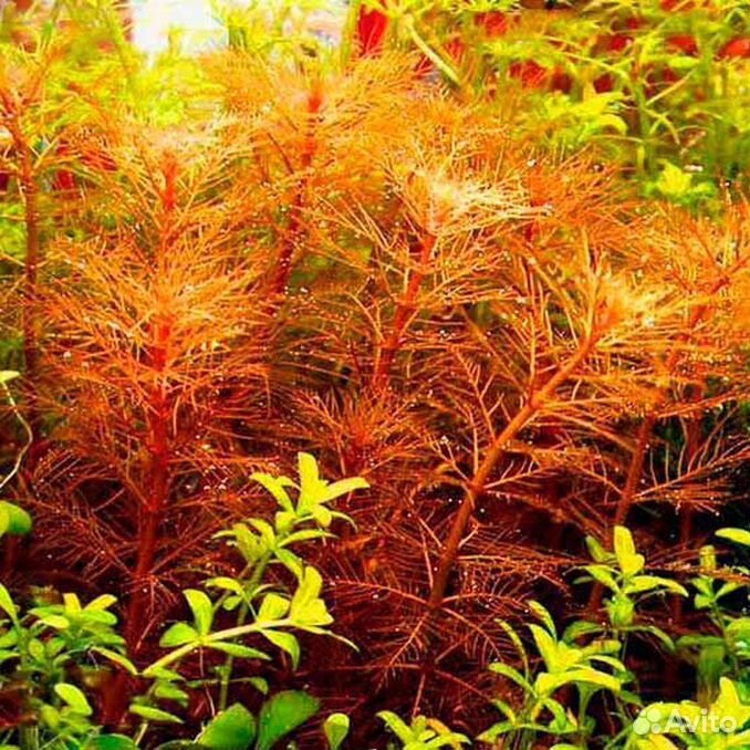 Перистолистник Красный, меристема