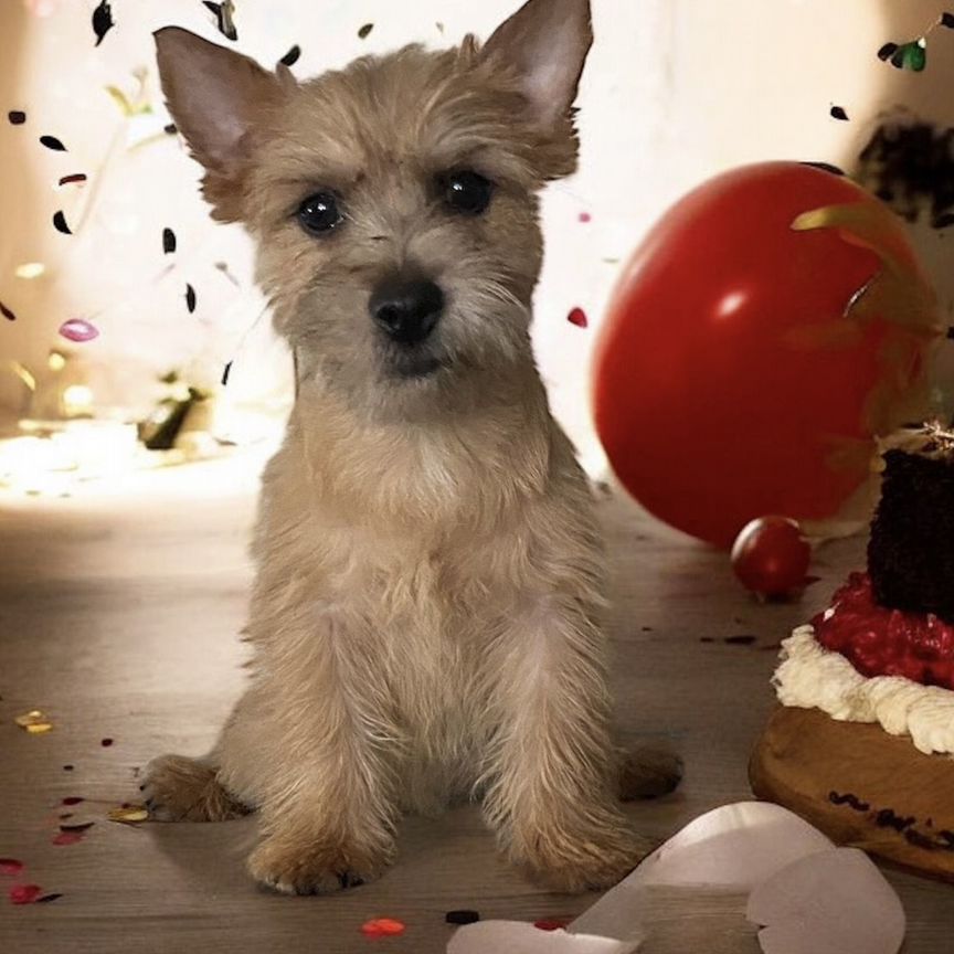 Норвич-терьер, щенок