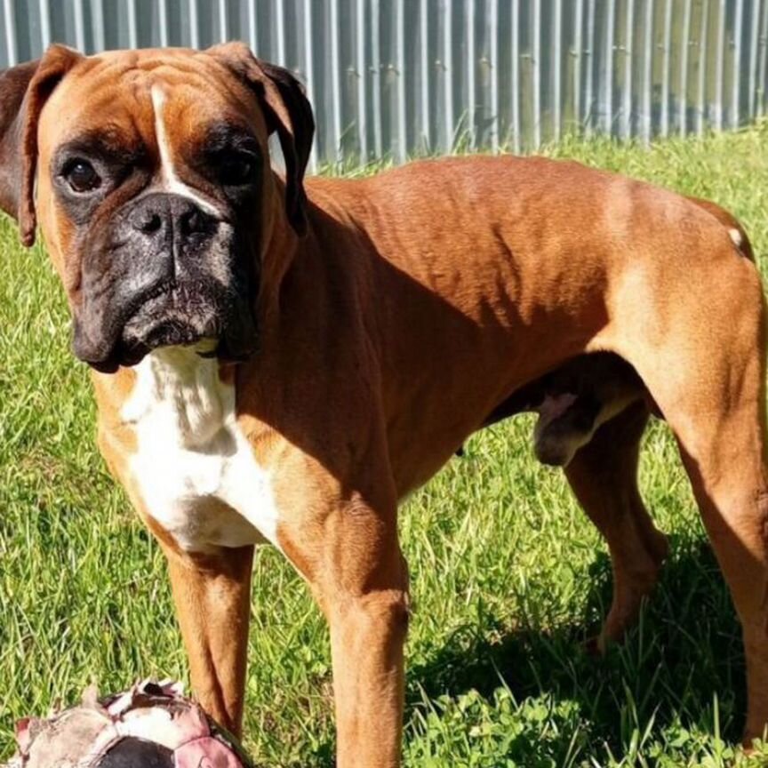 Боксер в добрые руки