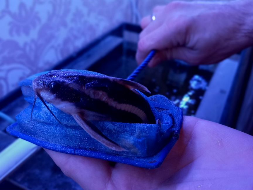 Сом платидорас