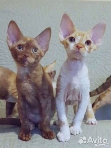 Котята девон-рекс