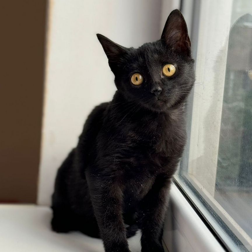 Кисунечка ищет маму