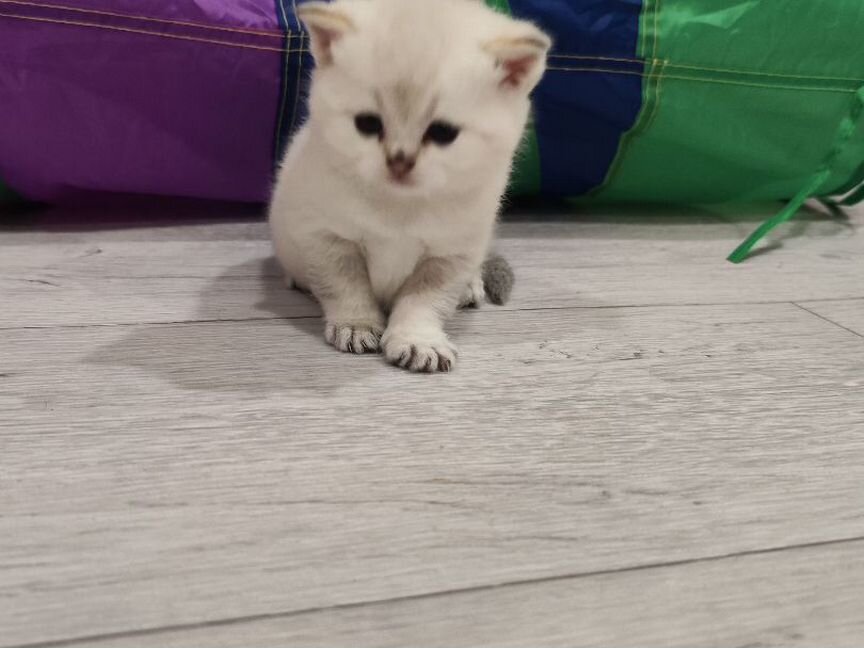 Шотландская кошечка серебристая шиншилла
