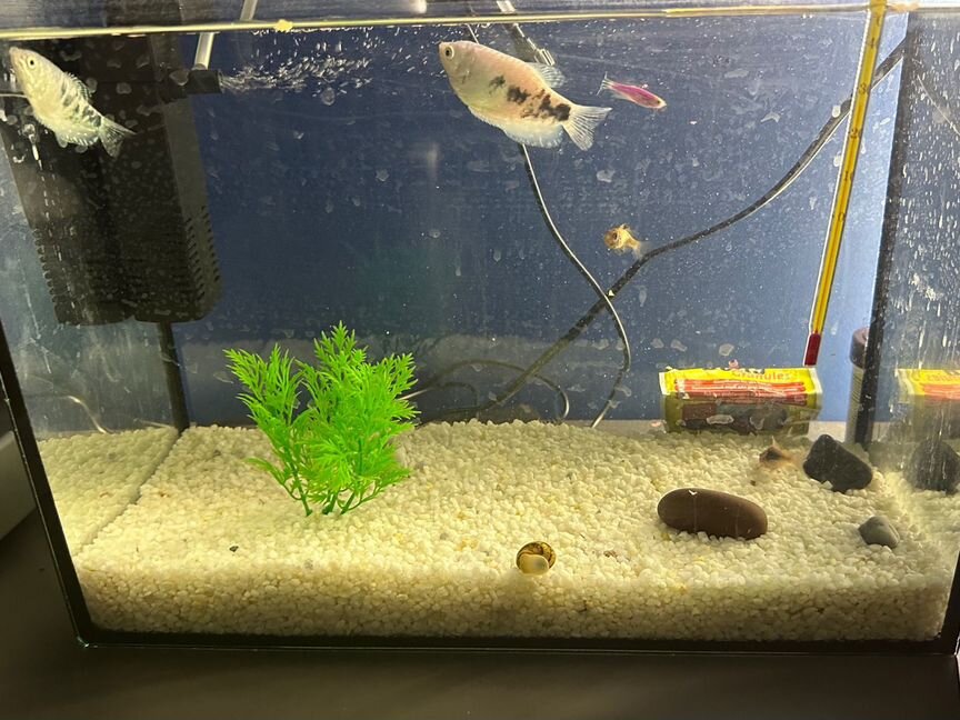 Аквариум с рыбками