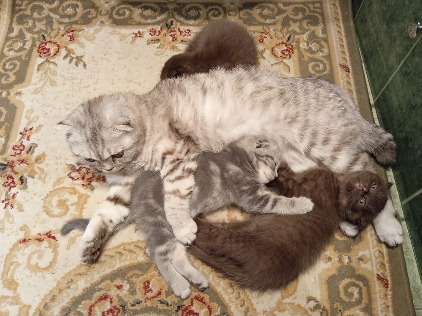 Шотландские вислоухие котята