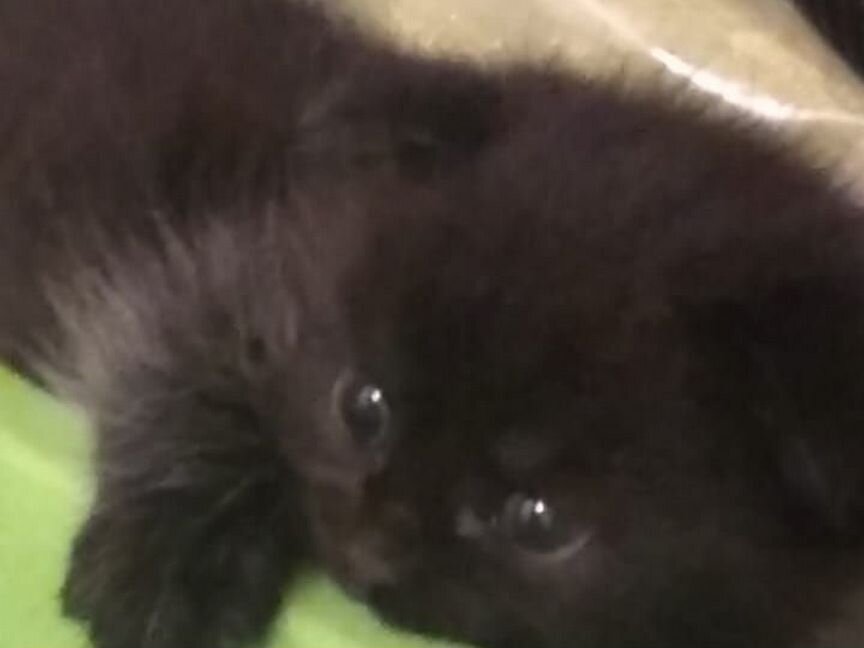 Кошка