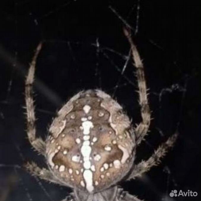 Паука заберите