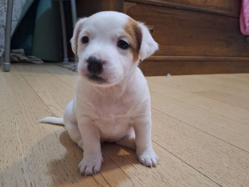 Щенок Джек рассел терьер