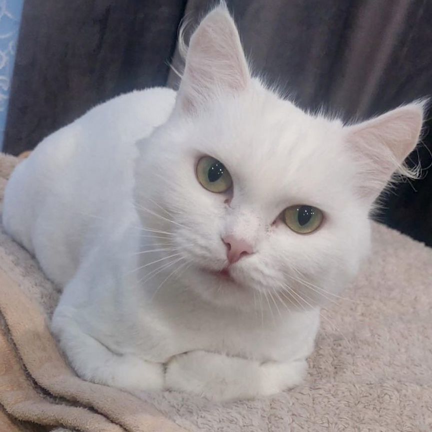 Кошечка Снежинка. Молода и прекрасна