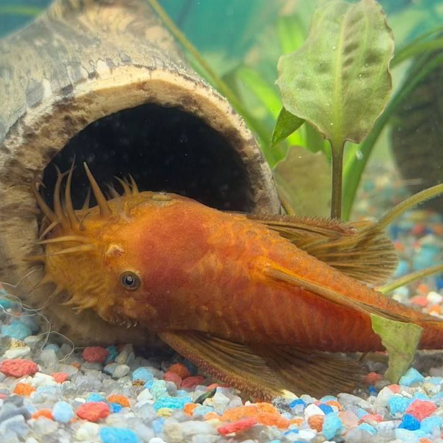 Анциструс супер ред