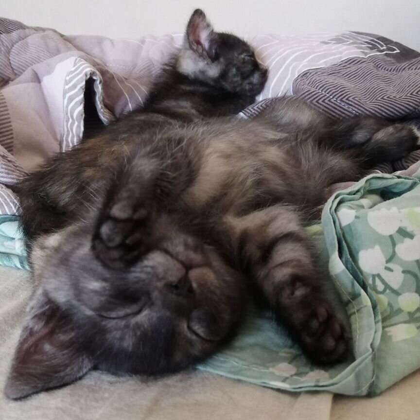 Отдам Леху в лучшие руки