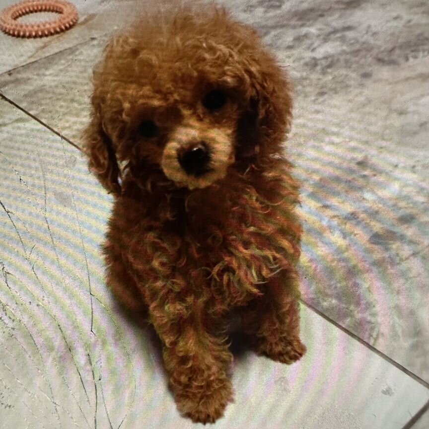 Пудель, щенок