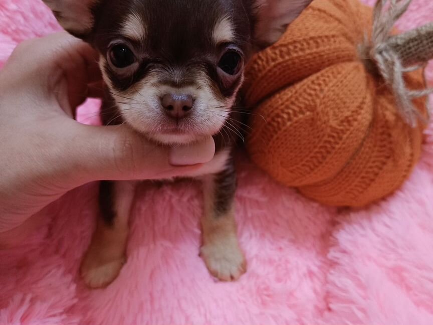 600 гр. Счастья чихуахуа с документами