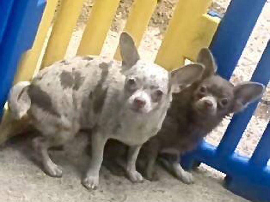 Щенки чихуахуа лиловый мерль