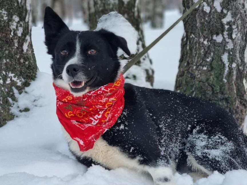 Собака