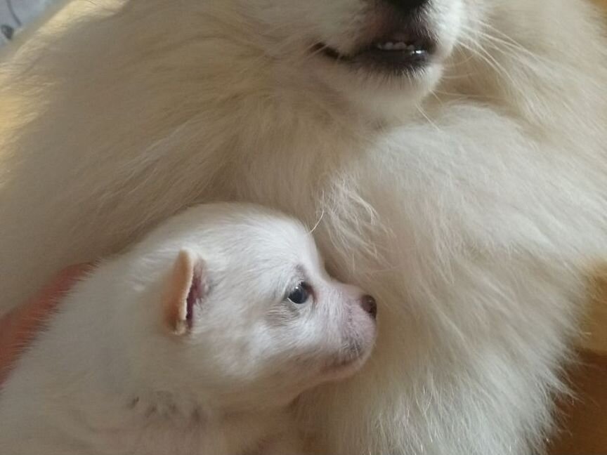Шпиц