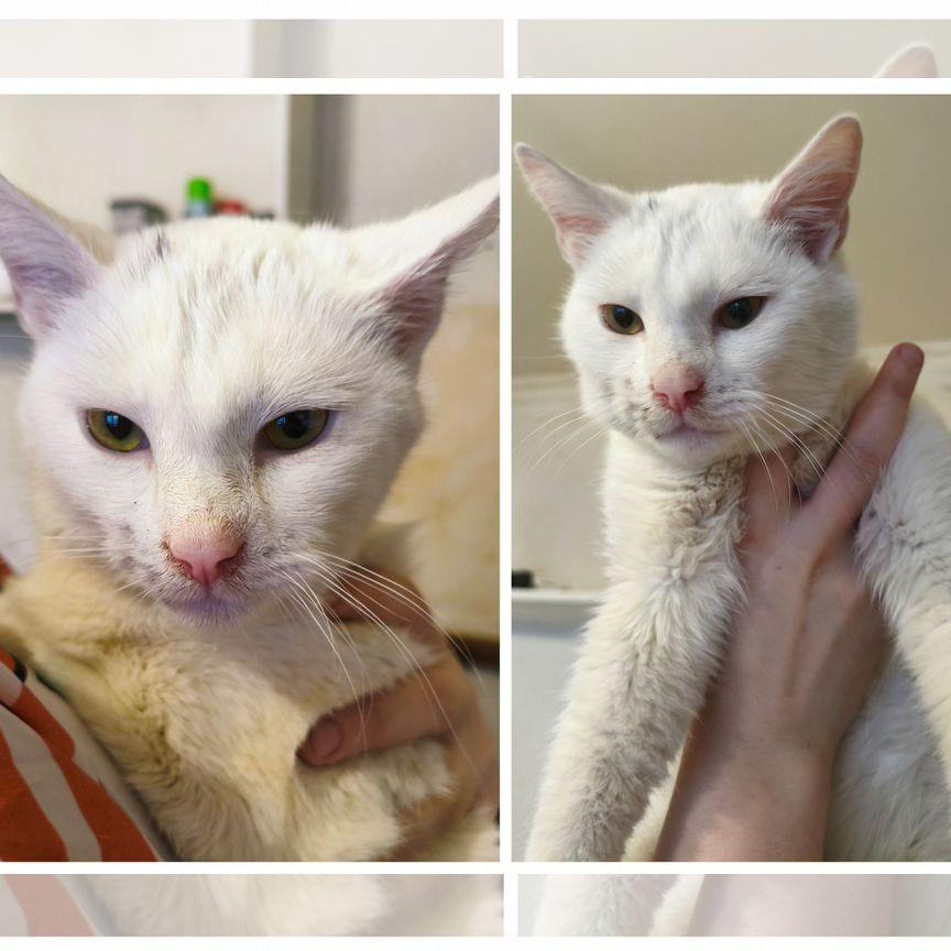 Взрослый кот в добрые руки