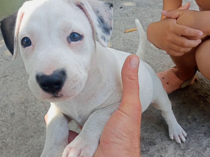 Щенок амстаффа