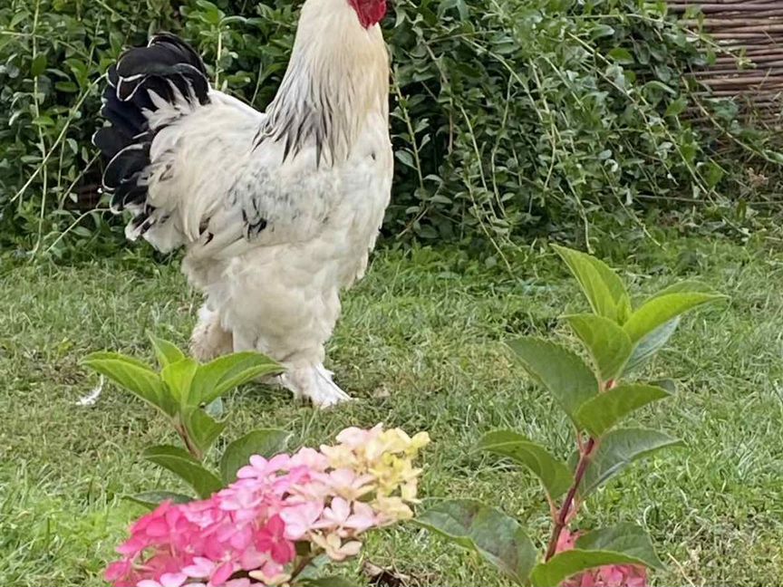 Петушок брама колумбийский