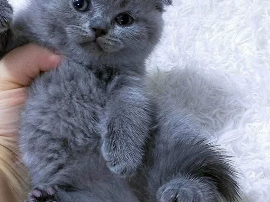 Шотландские котята голубого окраса