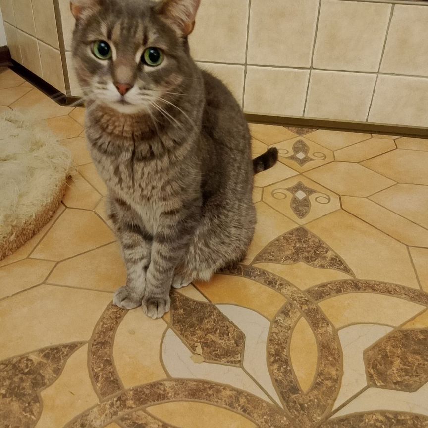 Кошки в добрые руки