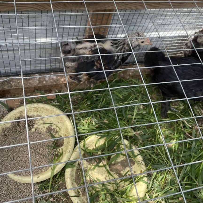 Петушки фавероль и маран