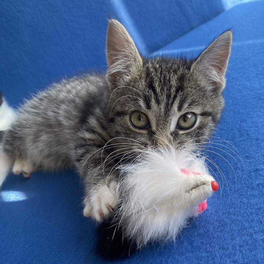 Котята в добрые руки полосатые, в дар, бесплатно