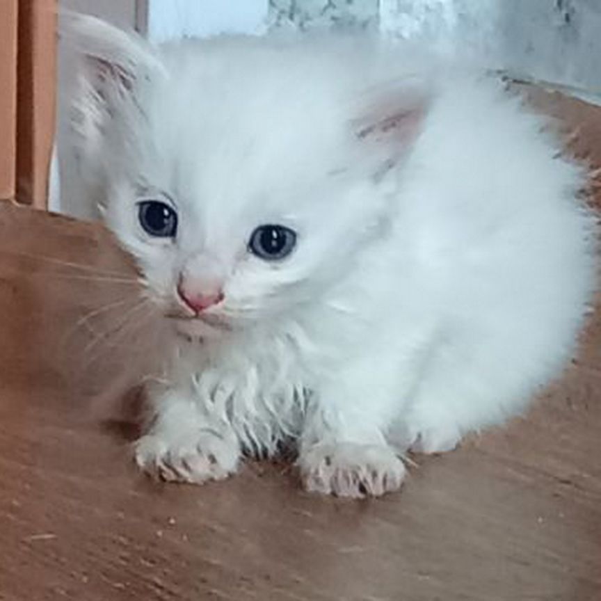 Отдам котят в хорошие руки