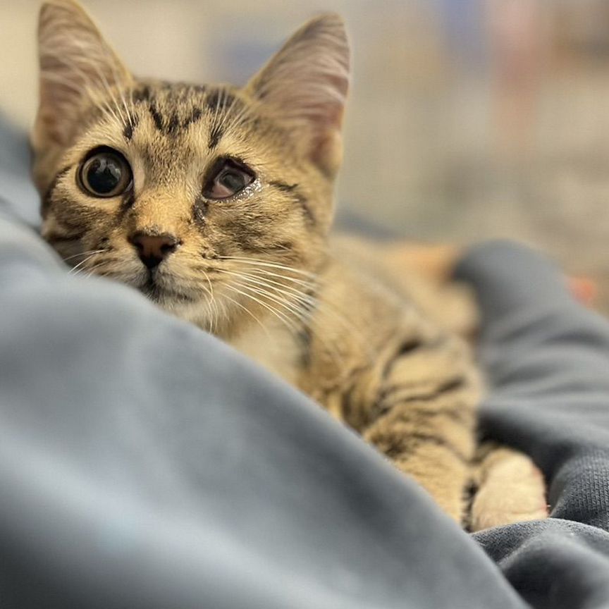 Котёнок один