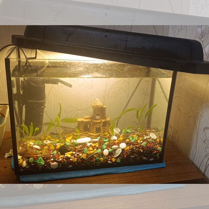 Аквариум с рыбками