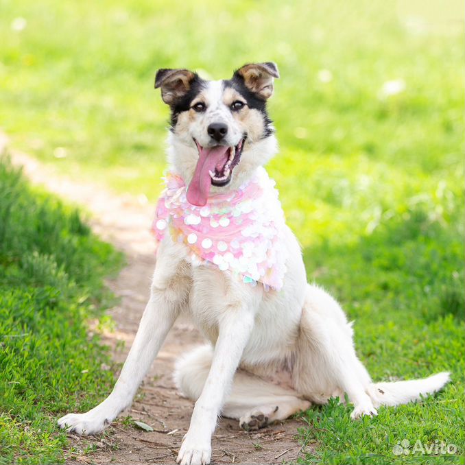 Метис бордер-колли, красотка Молли в дар