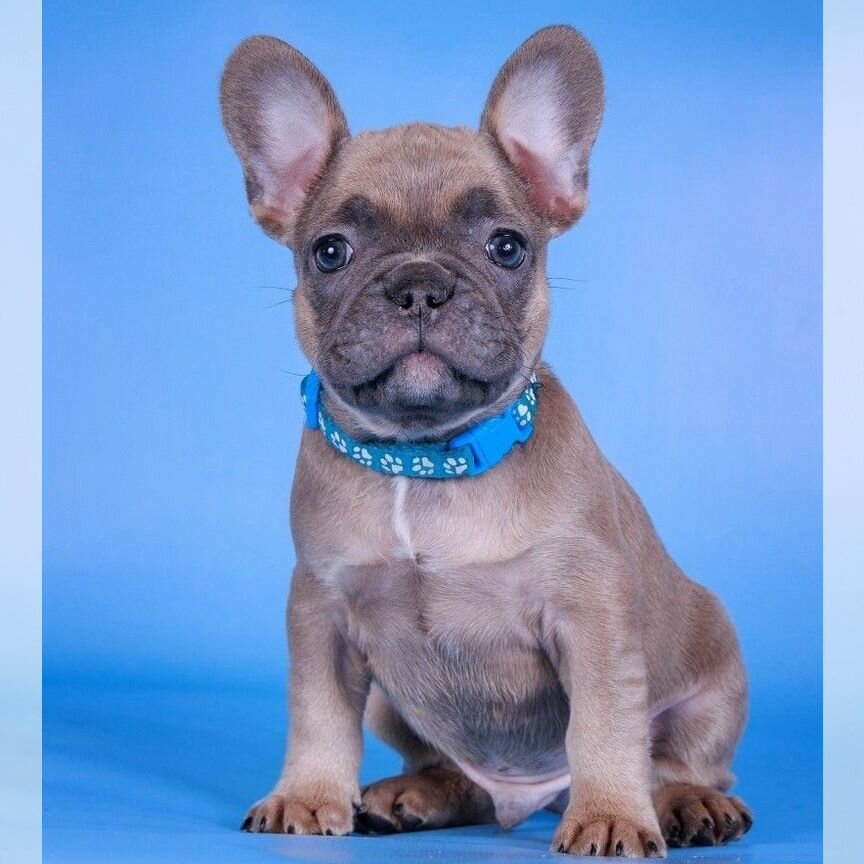 Французский бульдог, щенок
