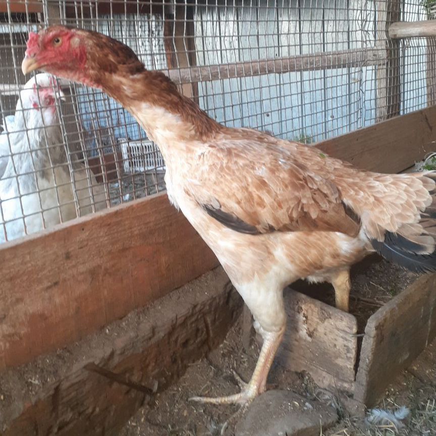 Куры О шамо