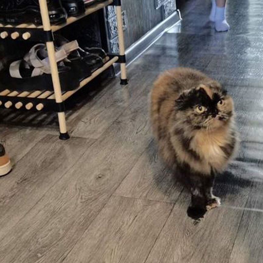 Кошечка 3 года шотландка вислоухая чистокровная